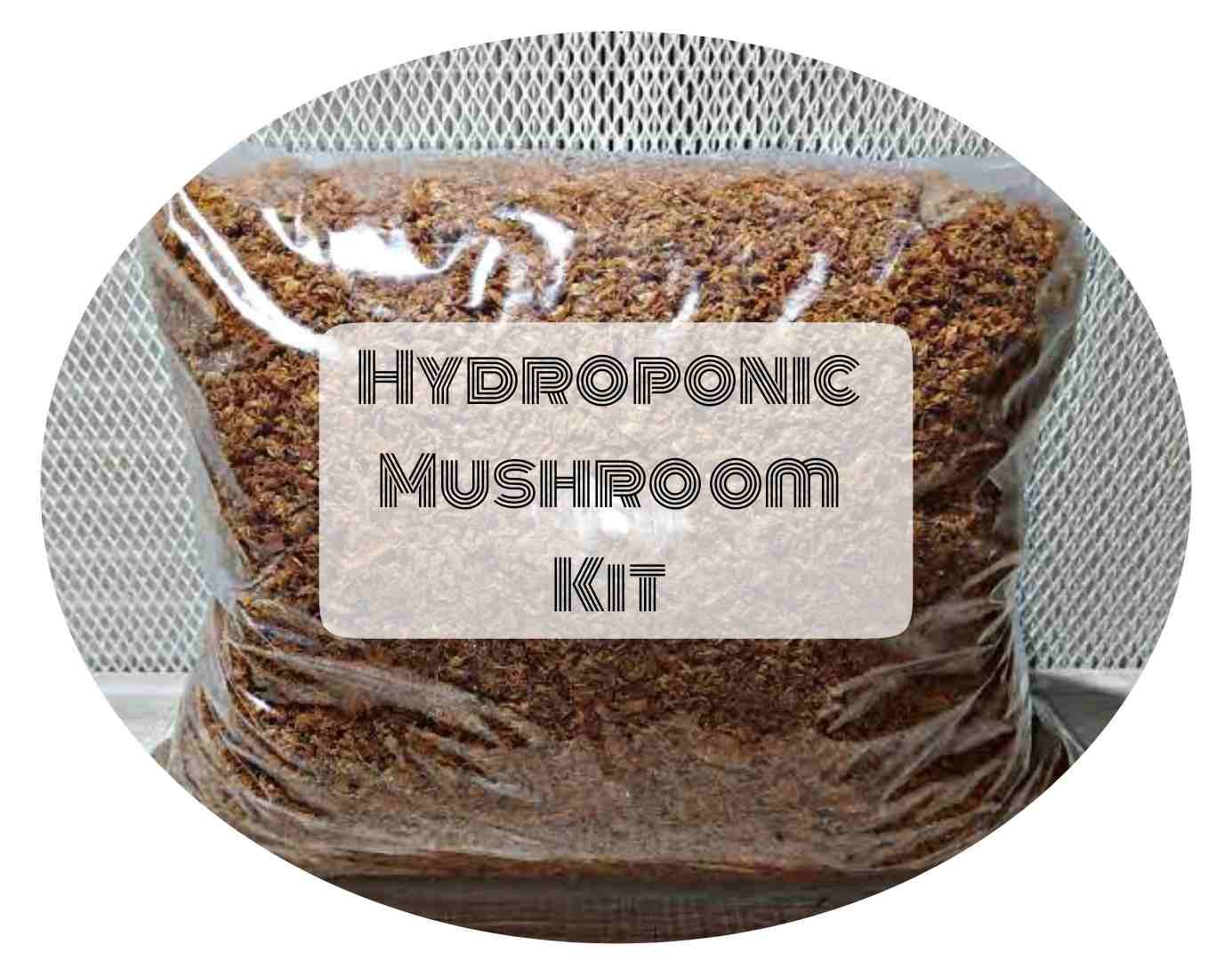 Hydroponic Mushrooms Fastest and Soilless method mushroom