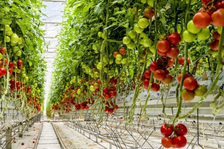 Hydroponic Tomato Farming: Wonderful New Age Cultivation