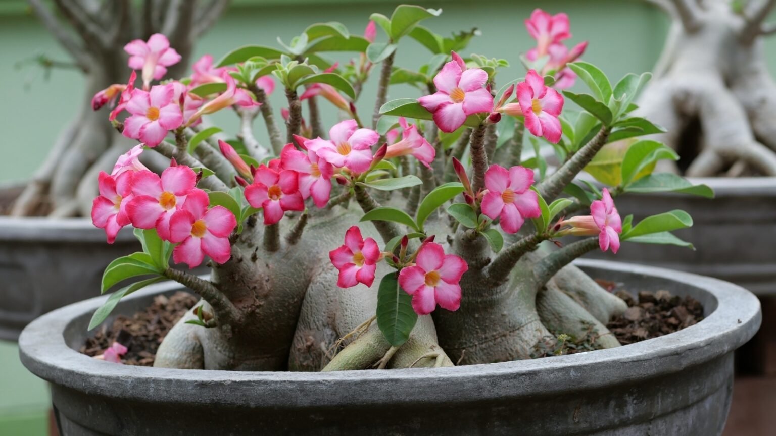 365 Flowering Plants in India | All Season Flowering Plants