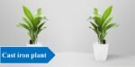 16 Amazing Plants For Study Table that Boost Productivity