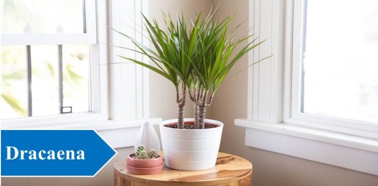 16 Amazing Plants For Study Table that Boost Productivity