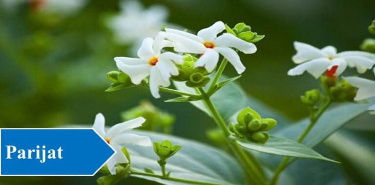 Top 15 Night Blooming Flowers | Flowers that Bloom at Night