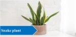 16 Amazing Plants For Study Table that Boost Productivity