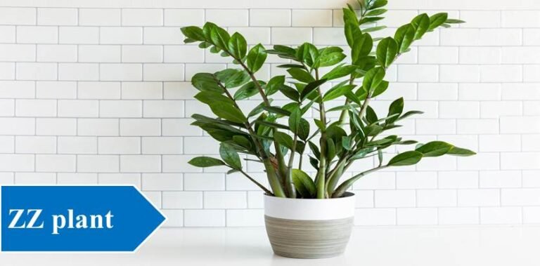 16 Amazing Plants For Study Table that Boost Productivity