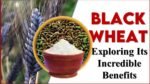 What is Black Wheat? Explaining their Benefits