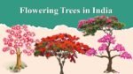 Top 23 Flowering Trees in India: Flower Tree for Home