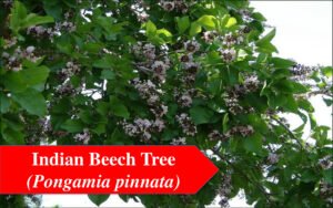 Top 23 Flowering Trees in India: Flower Tree for Home