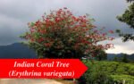 Top 23 Flowering Trees in India: Flower Tree for Home