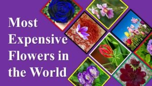 14 Most Expensive Flower in the World: The Blooming Beauties