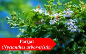 Top 23 Flowering Trees in India: Flower Tree for Home