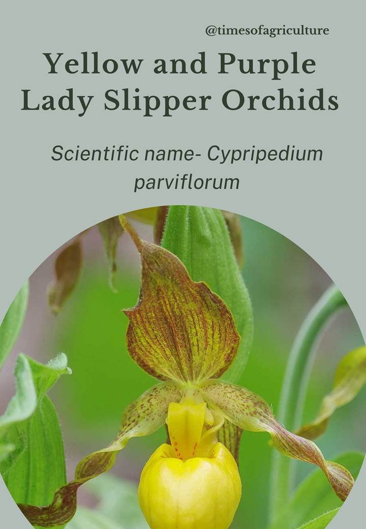 14 Most Expensive Flower in the World: The Blooming Beauties