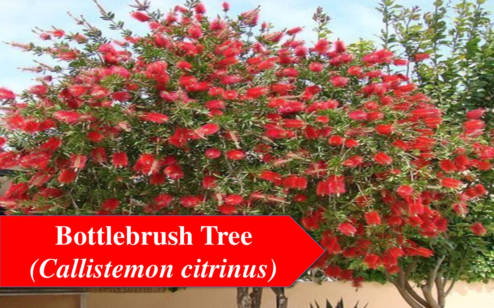 Top 23 Flowering Trees in India: Flower Tree for Home