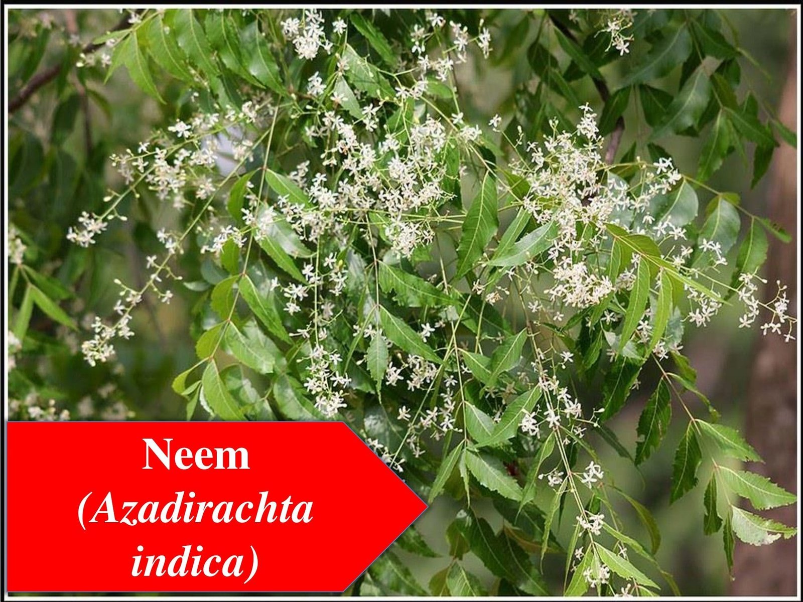 Top 25 Flowering Trees in India: Colorful Display of Nature