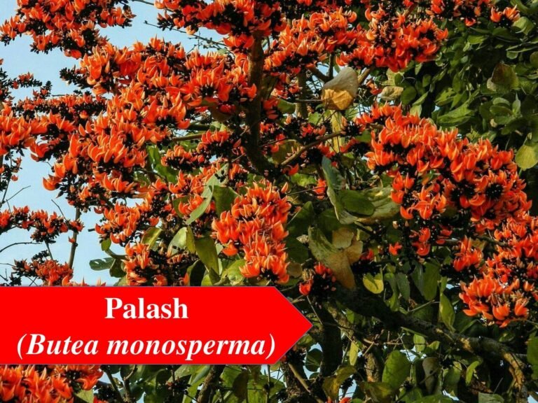 Top 23 Flowering Trees in India: Flower Tree for Home