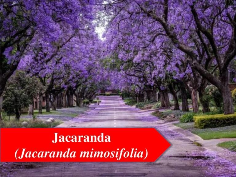 Top 23 Flowering Trees in India: Flower Tree for Home