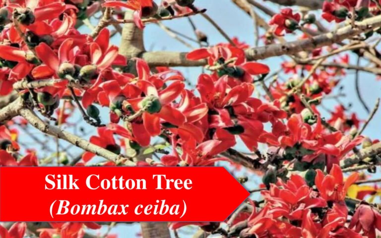 Top 23 Flowering Trees in India: Flower Tree for Home