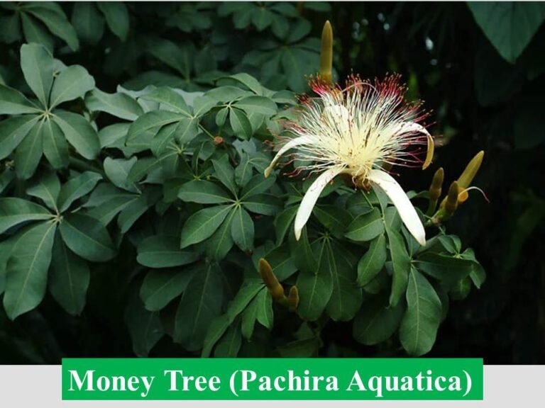 13 Different Types of Money Plant for Wealth and Good Vibes