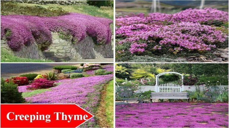 10 Popular Creeper Flowering Plants For a Garden Paradise