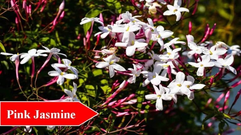 Indoor Flowering Plants in India [Top 10]