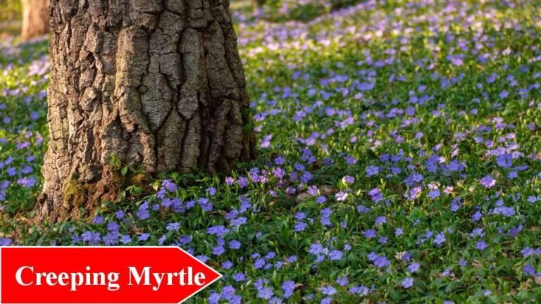 10 Popular Creeper Flowering Plants For a Garden Paradise