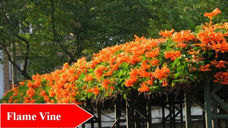 10 Popular Creeper Flowering Plants For a Garden Paradise