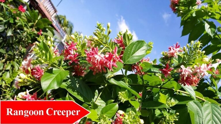 10 Popular Creeper Flowering Plants For a Garden Paradise