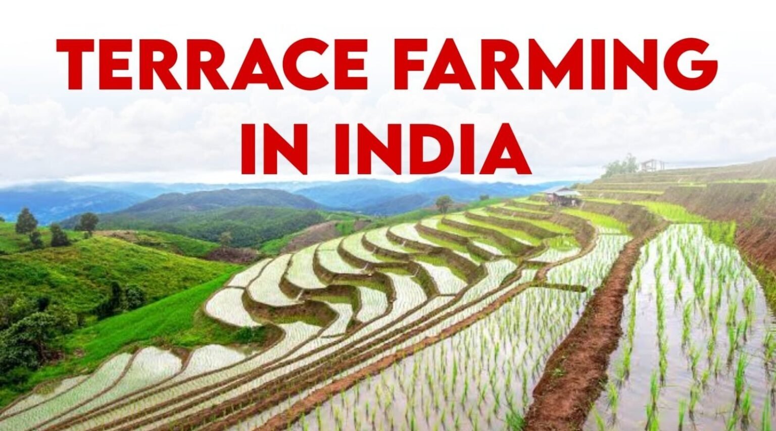 Terrace Farming in India: Comprehensive Guide for 2024