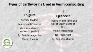 Uses of Vermicompost: Amazing Way of Sustainable Farming
