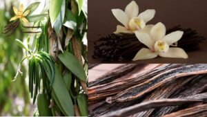 How Vanilla is Made: 3 Steps to Make Jaw-Dropping Flavours