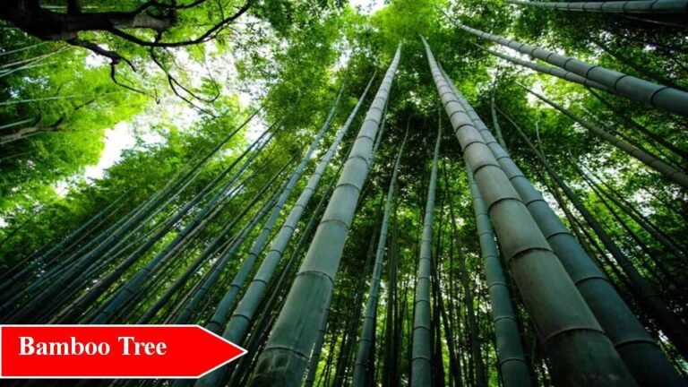 Top 10 Fast Growing Trees in India: Nature's Blessings.