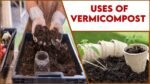 Uses of Vermicompost: Amazing Way of Sustainable Farming