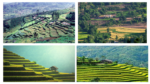 Terrace Farming in India: Comprehensive Guide for 2024