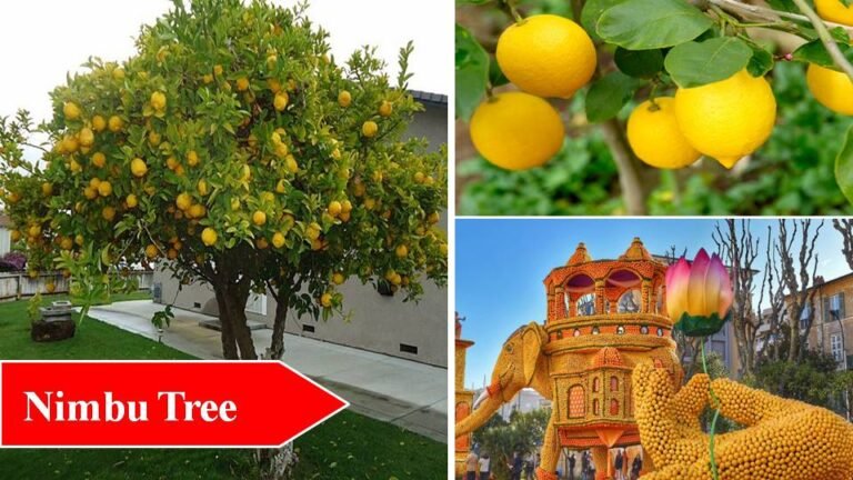 Top 10 Fast Growing Trees in India: Nature's Blessings.