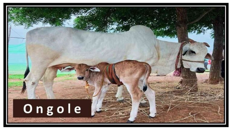 20 Indian Cattle Breeds: Types of Cows in India