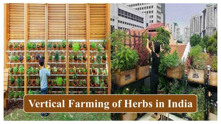 Vertical Farming in India: Setup, Advantage, Suitable Crops
