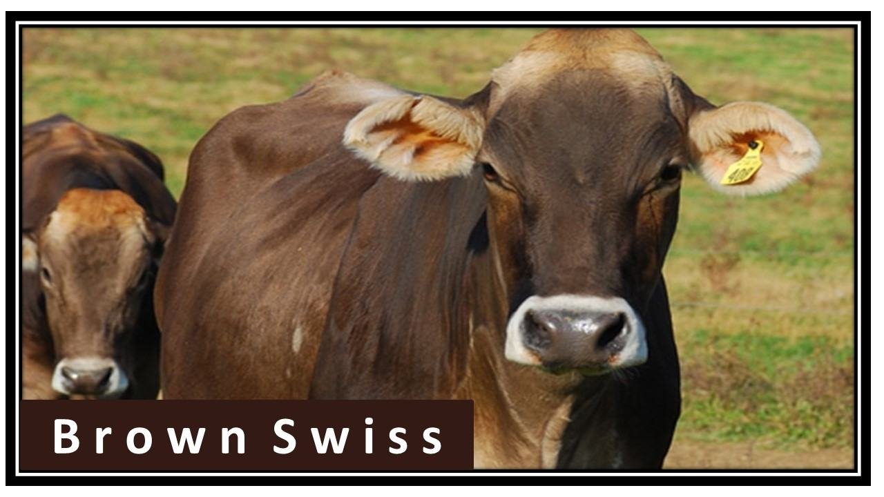 20 Indian Cattle Breeds: Types of Cows in India