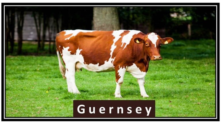 20 Indian Cattle Breeds: Types of Cows in India