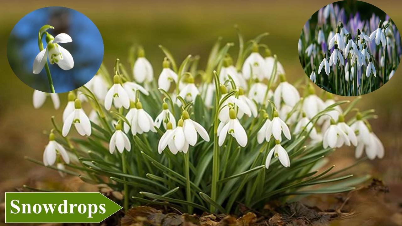 15 Indoor Plants for Winter and How to Care for Them
