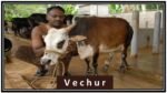 20 Indian Cattle Breeds: Types of Cows in India