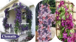 Climber Plants in India: Explore 6 Fascinating Ways to Grow