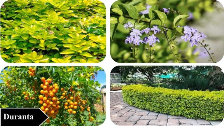 Top 25 Shrubs Plants in India for a picturesque garden