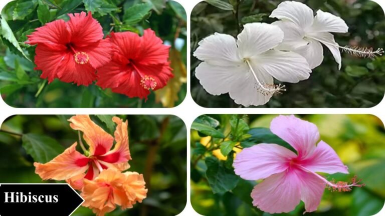 Top 25 Shrubs Plants in India for a picturesque garden