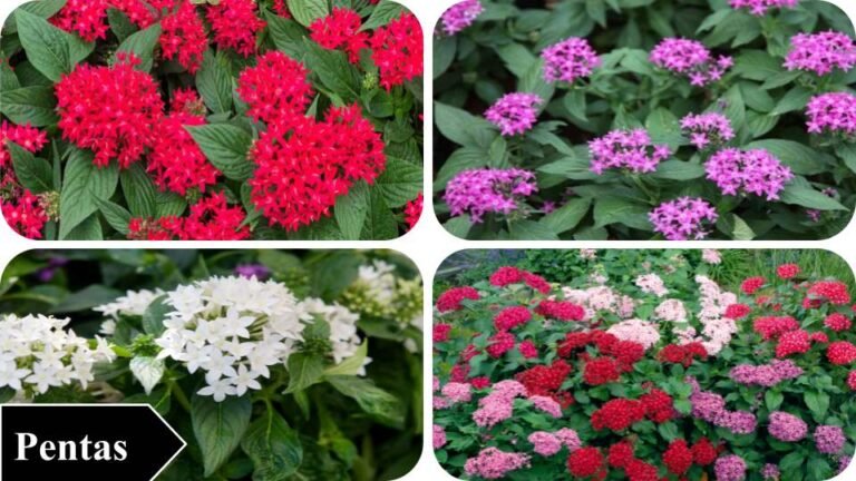 Top 25 Shrubs Plants in India for a picturesque garden