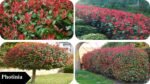 Top 25 Shrubs Plants in India for a picturesque garden