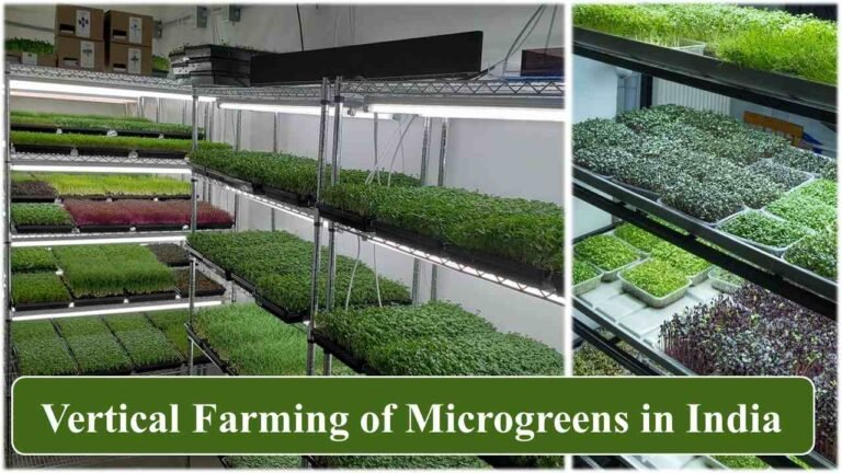 Vertical Farming in India: Setup, Advantage, Suitable Crops