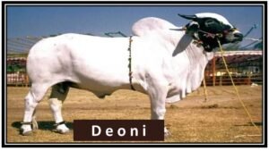 20 Indian Cattle Breeds: Types of Cows in India
