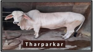 20 Indian Cattle Breeds: Types of Cows in India
