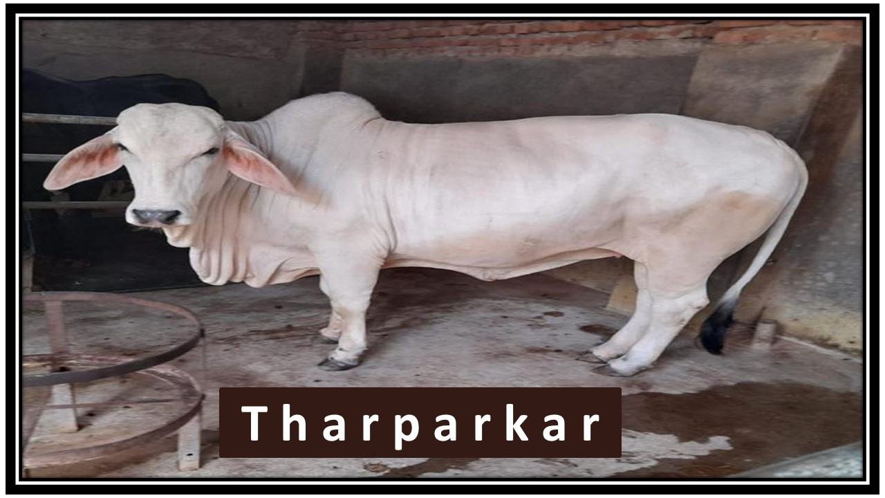 20 Indian Cattle Breeds: Types of Cows in India