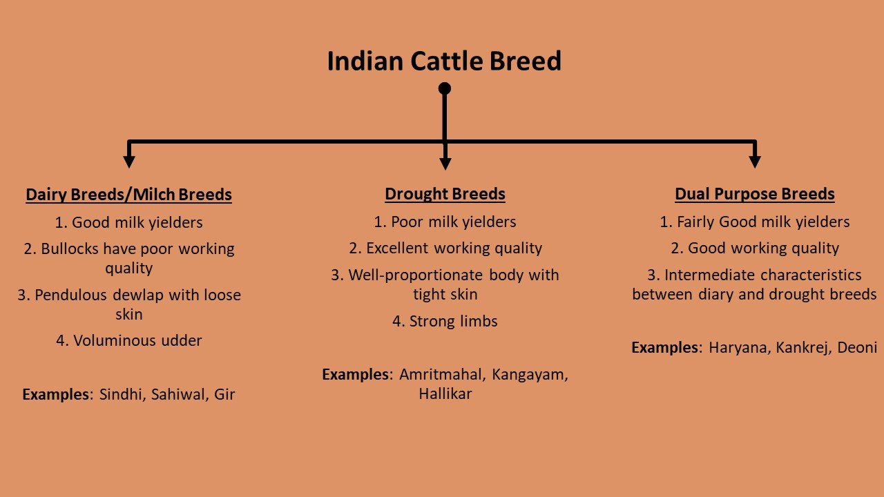 20 Indian Cattle Breeds: Types of Cows in India