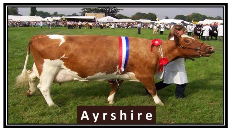 20 Indian Cattle Breeds: Types of Cows in India